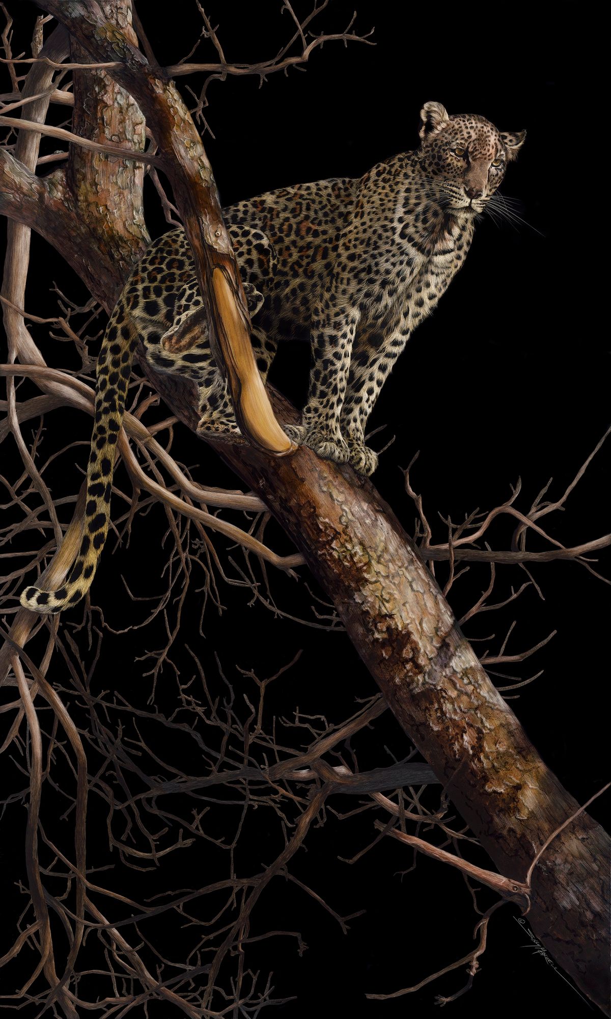 CHOICES - Sally Maxwell, master scratchboard artist CHOICES - Sally Maxwell, master scratchboard artist